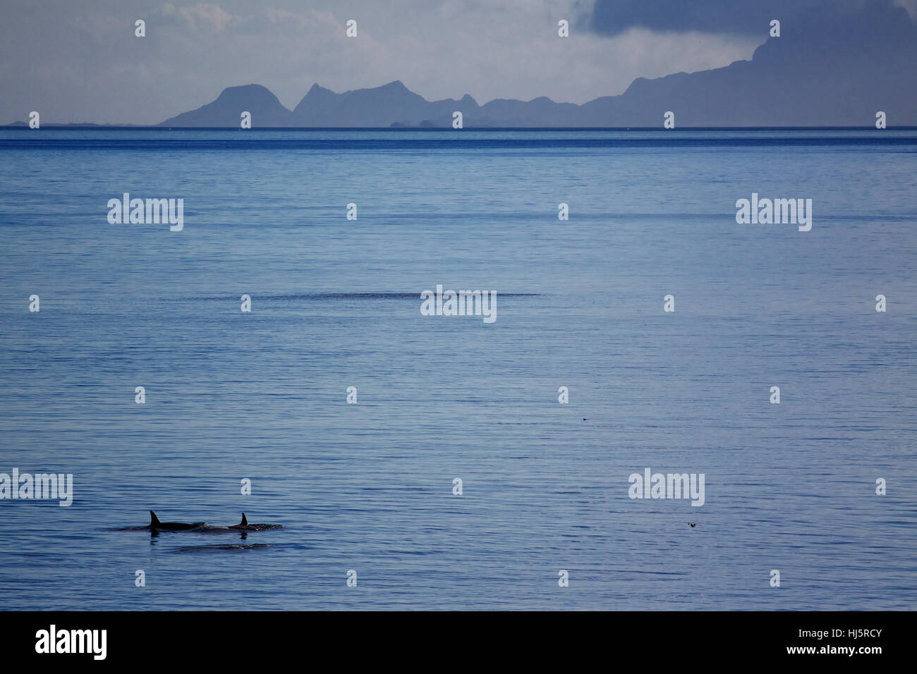 norway, blue, wild, europe, norway, coast, peaceful, sight, view ...