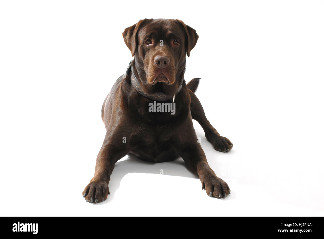 brown labrador retriever Stock Photo - Alamy