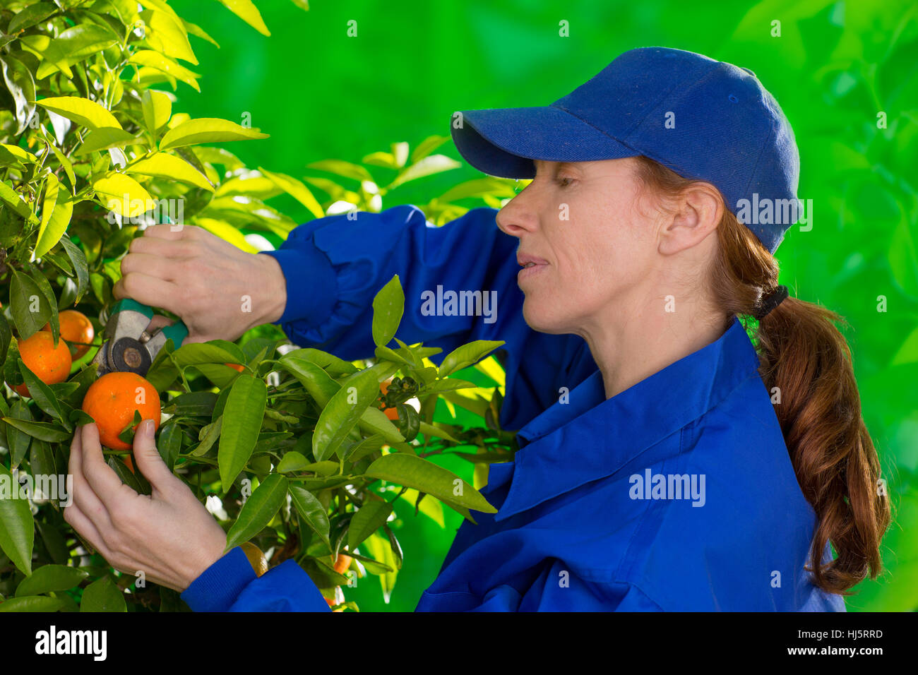 woman, pick, blue, humans, human beings, people, folk, persons, human ...