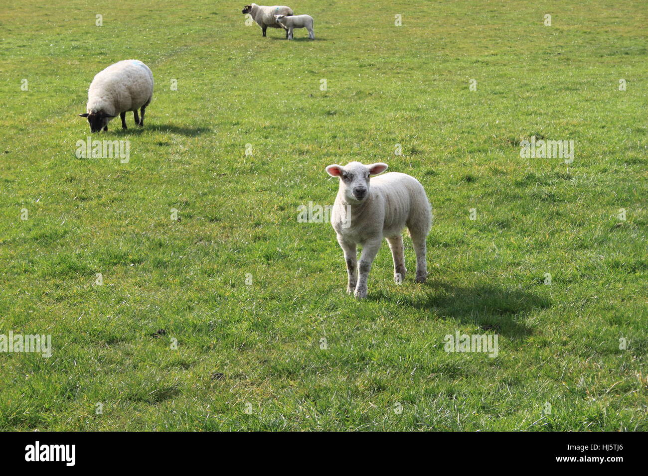 animal, field, sheep, wool, farm, meadow, grass, lawn, green, white ...