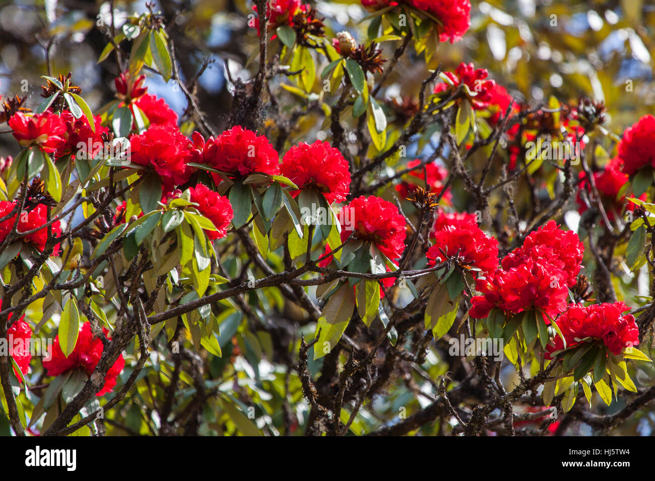 Etho metho hi-res stock photography and images - Alamy