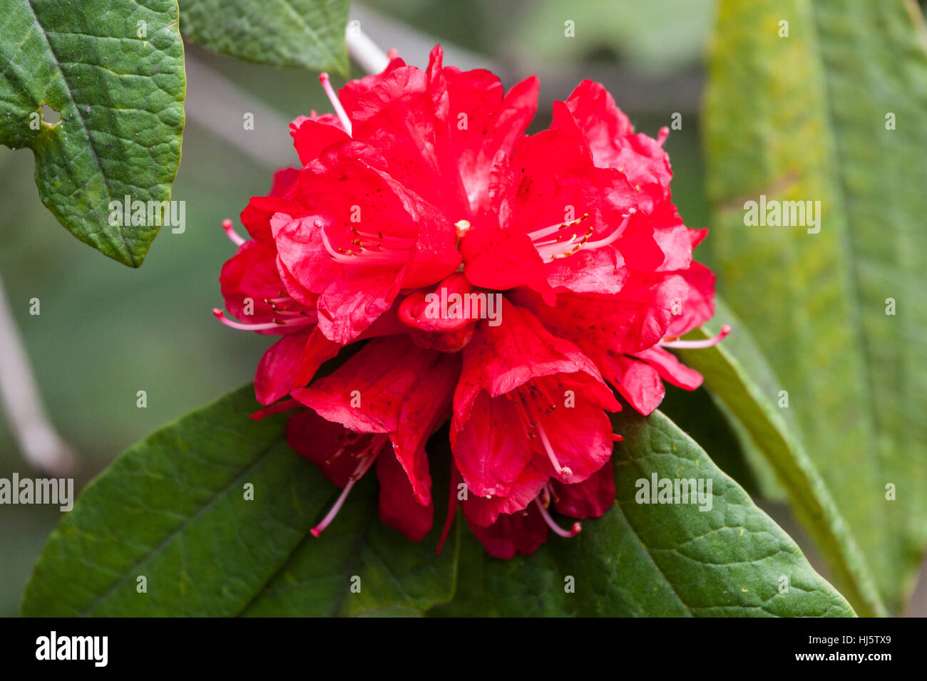 Red rhododendron (etho metho) in Gasa, Bhutan. On the walk down to the ...