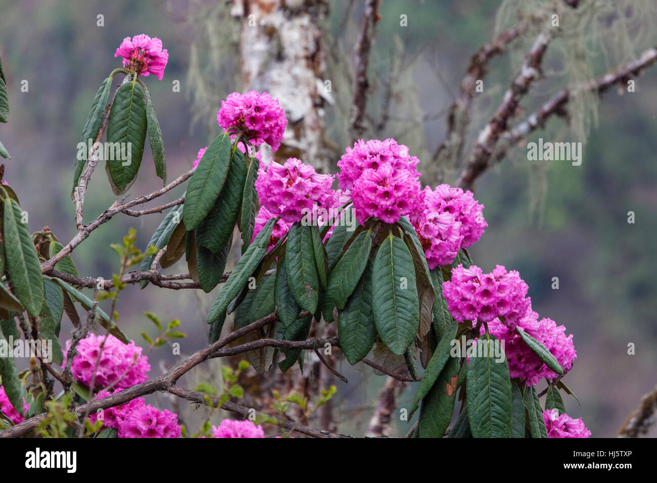 Wild pink rhododendron (Rhododendron kesangiae) at Pele La (3420m Stock ...