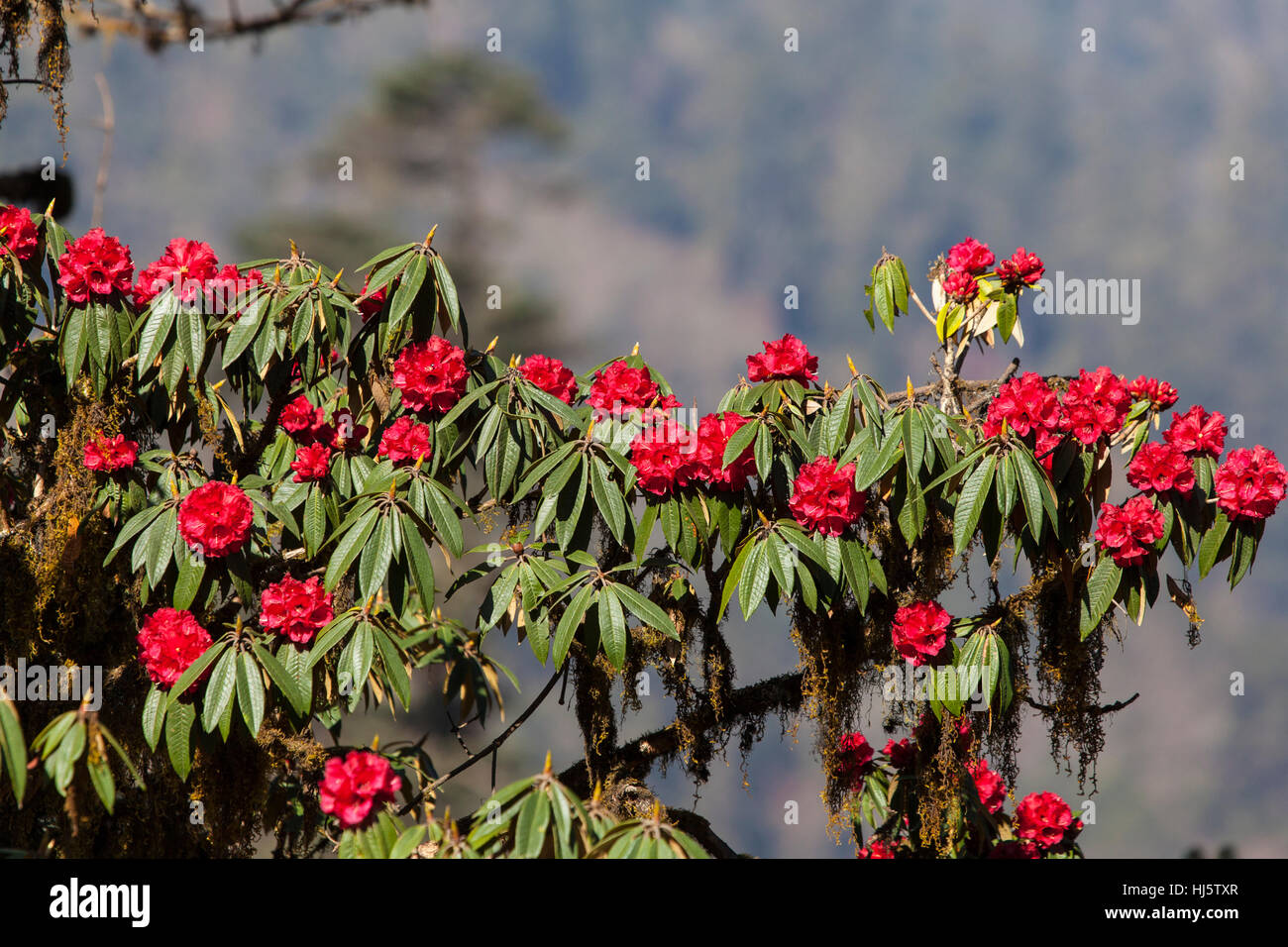 Himalaya Rhododendron Forest High Resolution Stock Photography and ...
