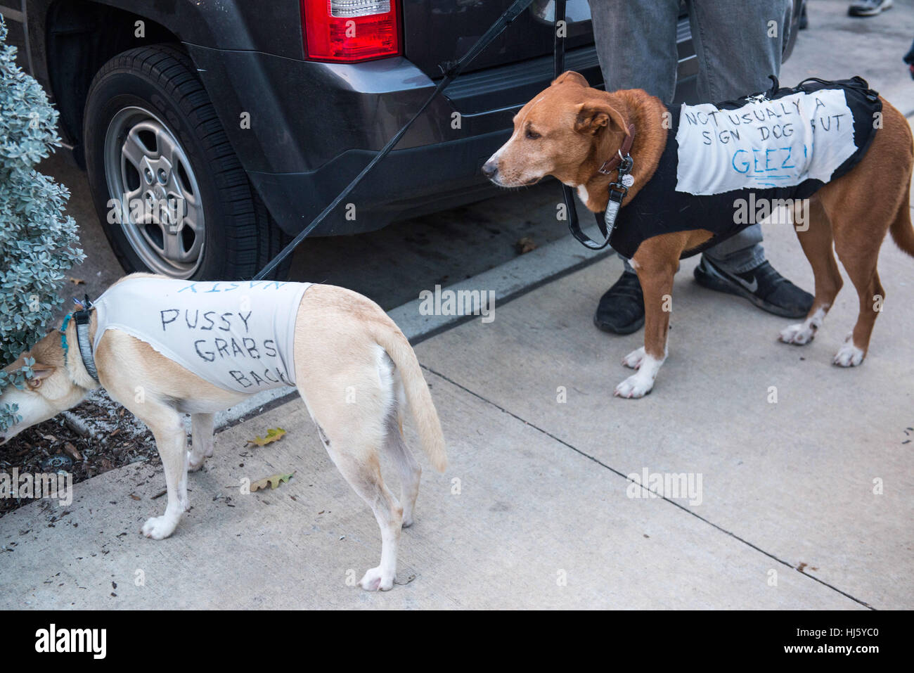 Two dogs at protest hi-res stock photography and images - Alamy
