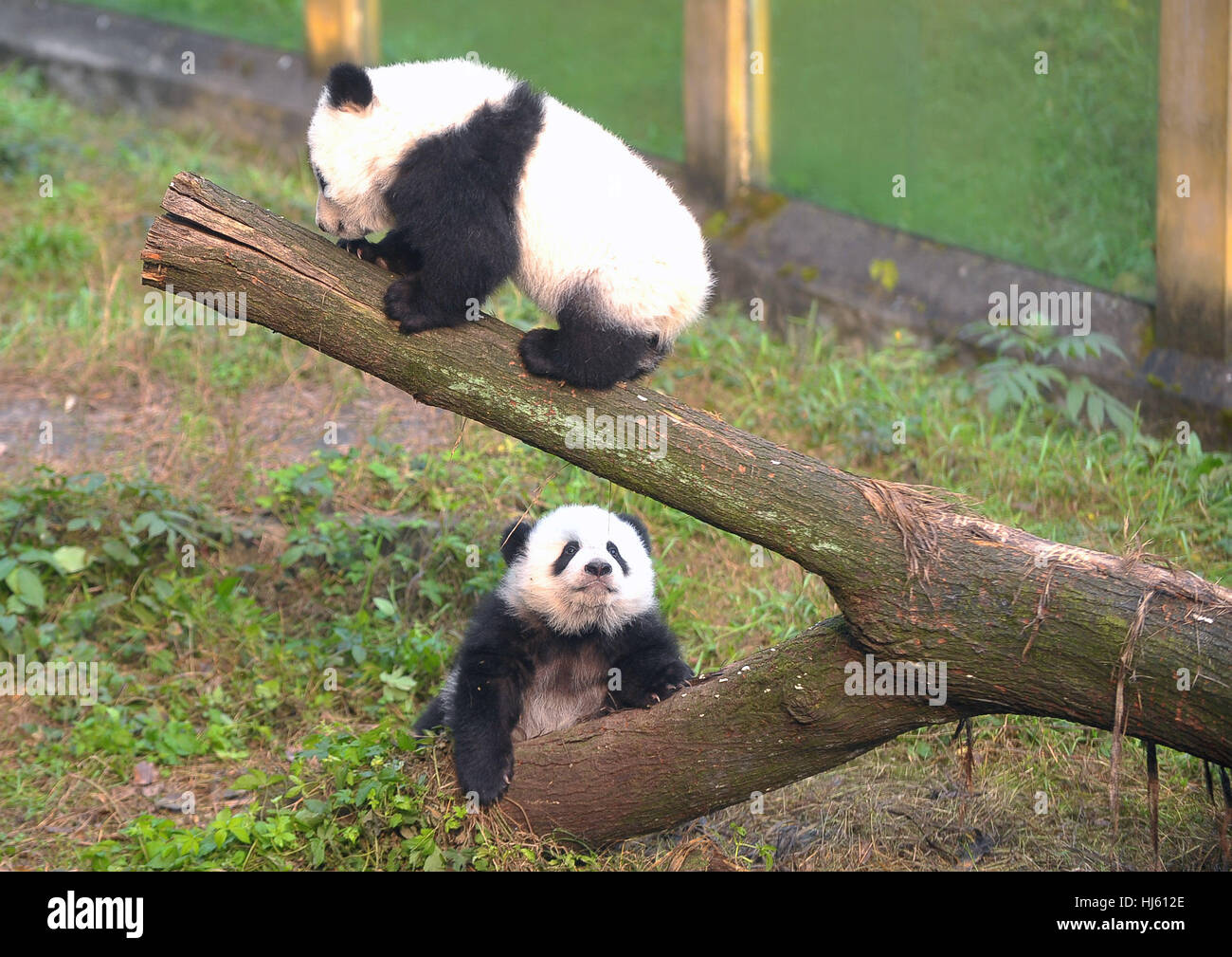 Chongqing, China. 22nd Jan, 2017. Giant panda twin cubs Dashuang (above ...