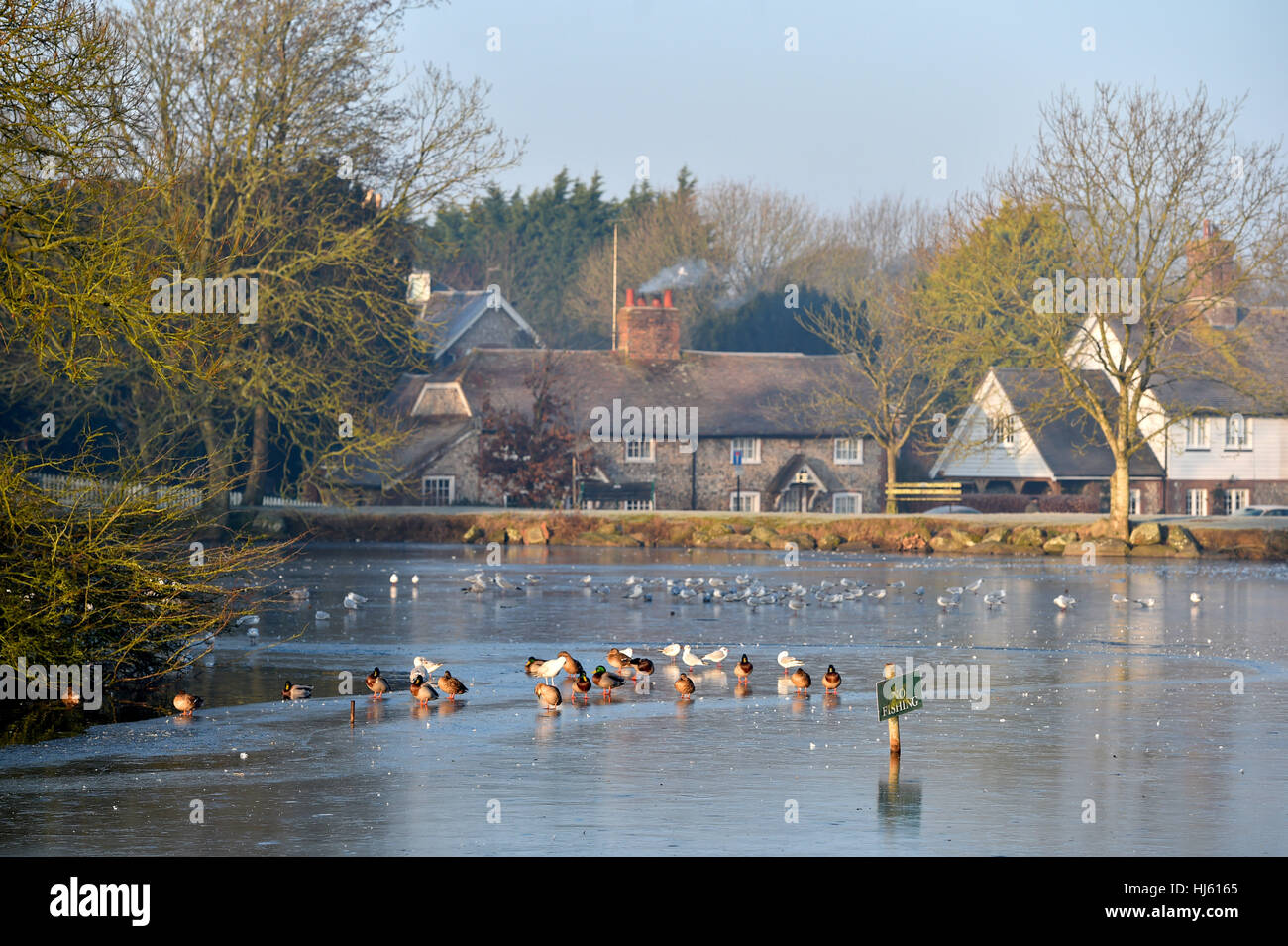 Brighton Sussex, UK. 22nd Jan, 2017. Ducks go for a walk on the ice at ...