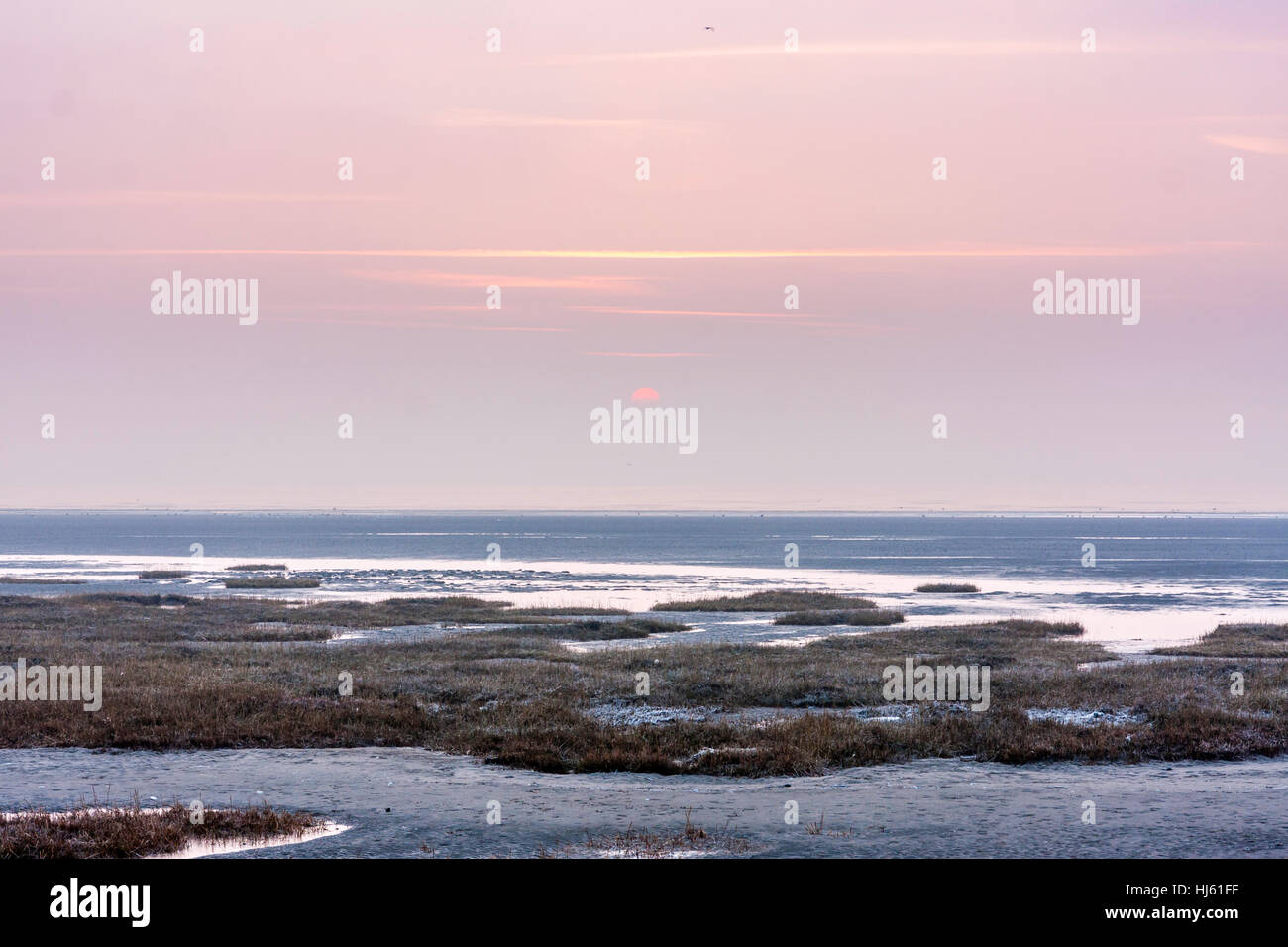 English cordgrass hi-res stock photography and images - Alamy