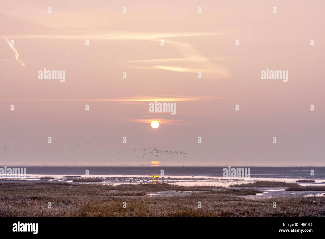 Salt marsh low tide birds hi-res stock photography and images - Alamy