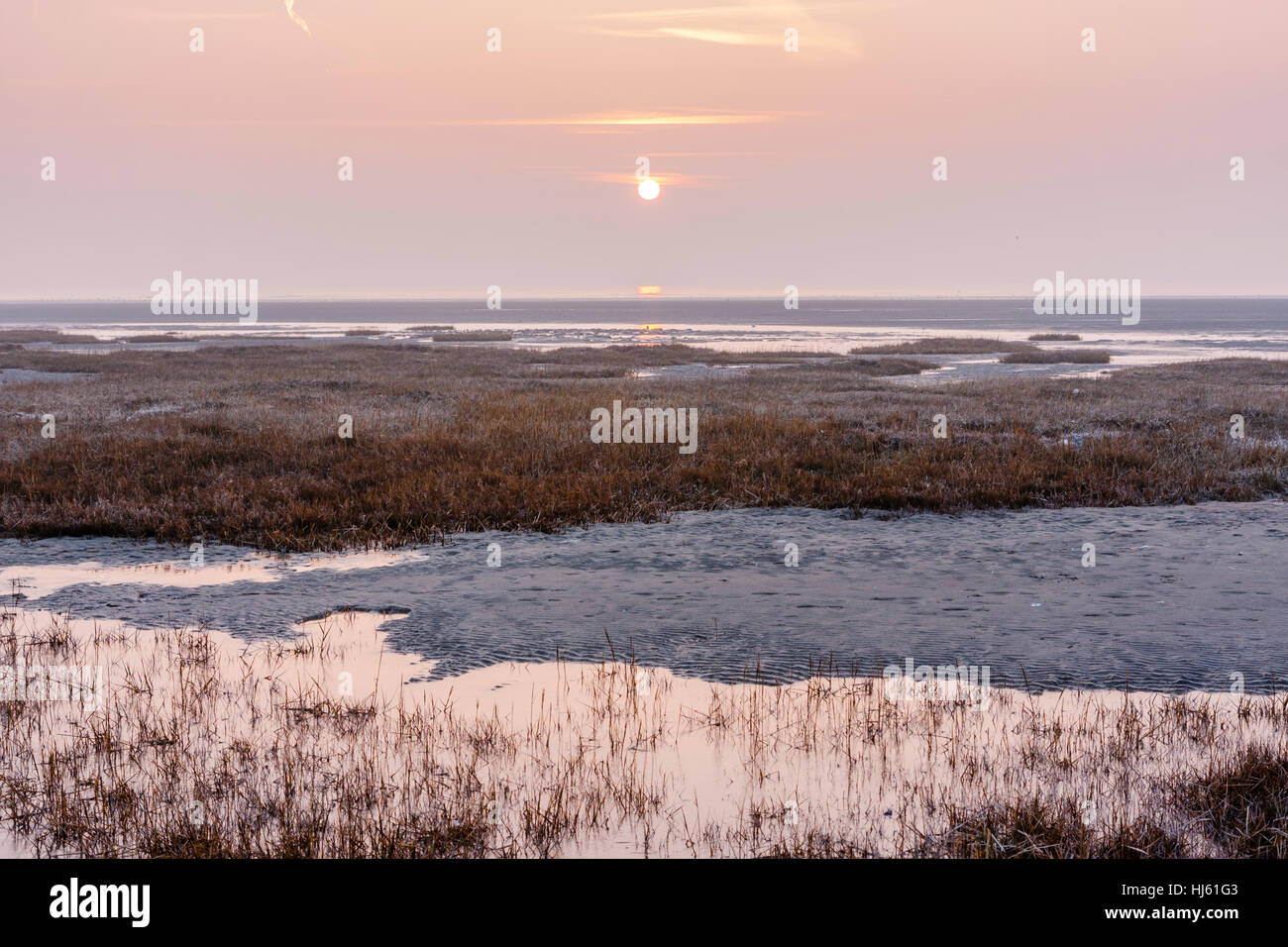 English cordgrass hi-res stock photography and images - Alamy