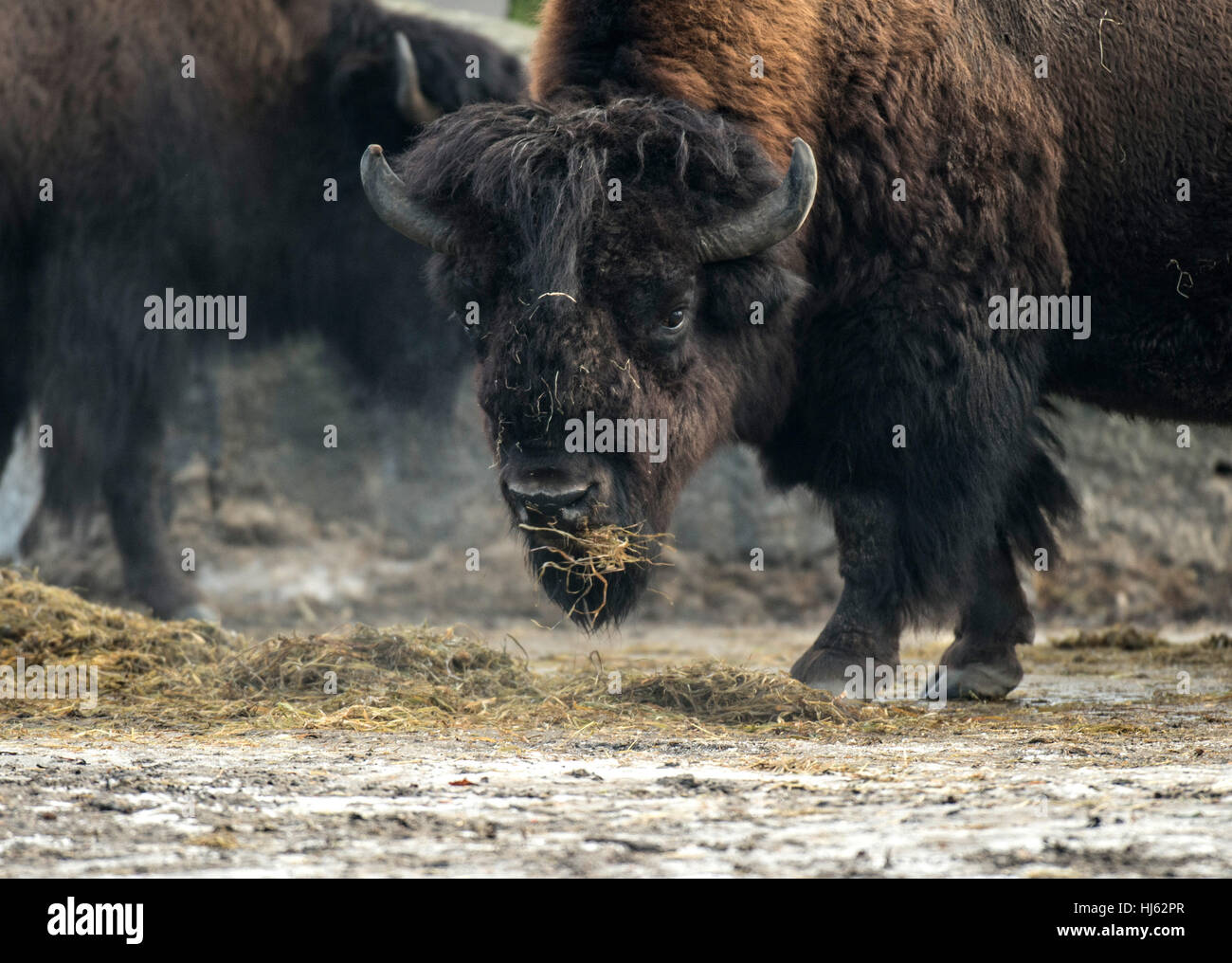 Berlin, Germany. 22nd Jan, 2017. A bison eating in the Tierpark zoo in ...