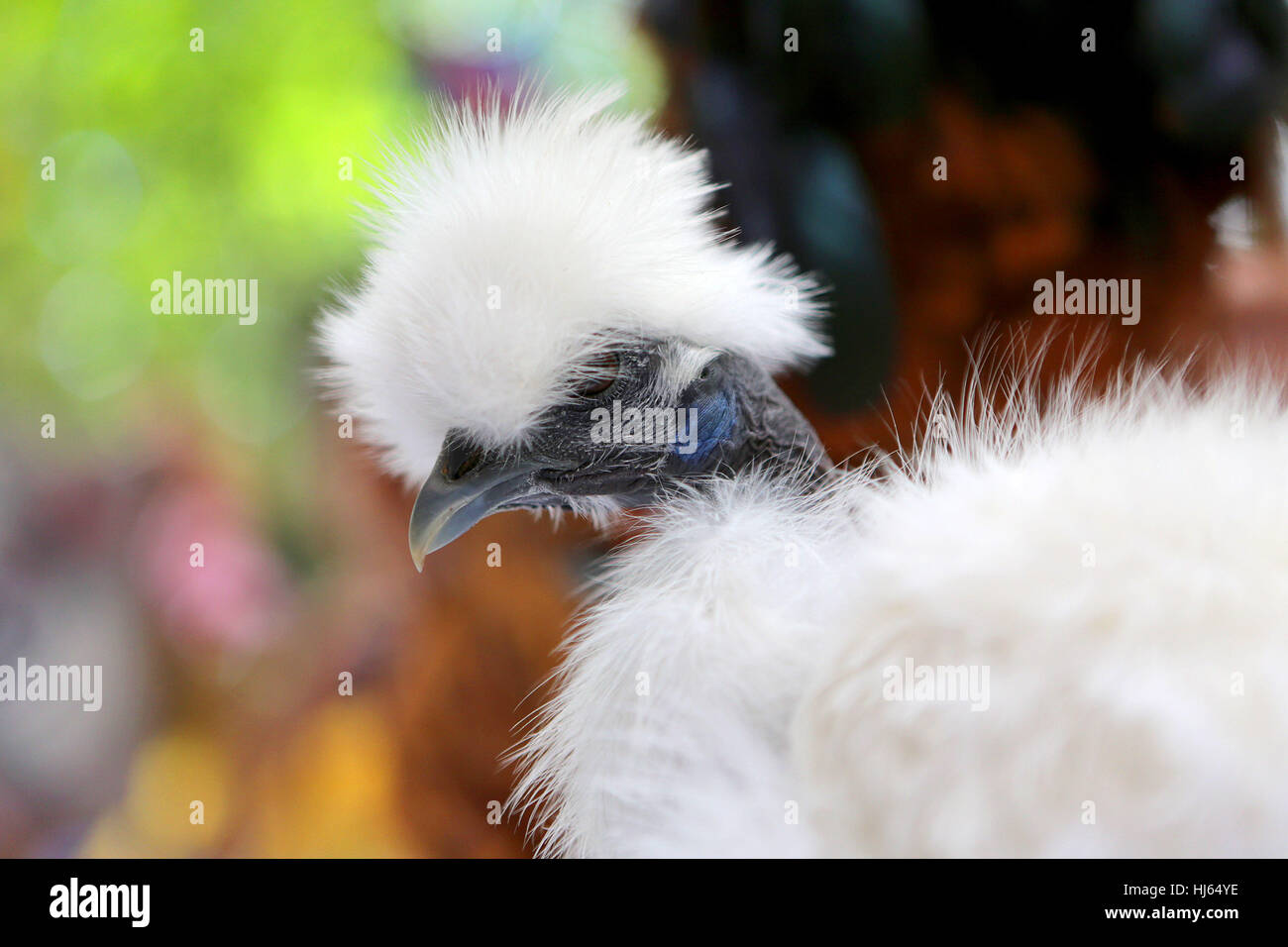 Fluffy Chicken Rooster