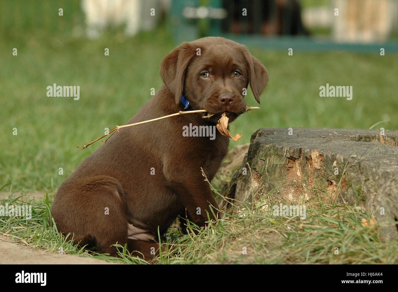 brown labrador puppy Stock Photo - Alamy