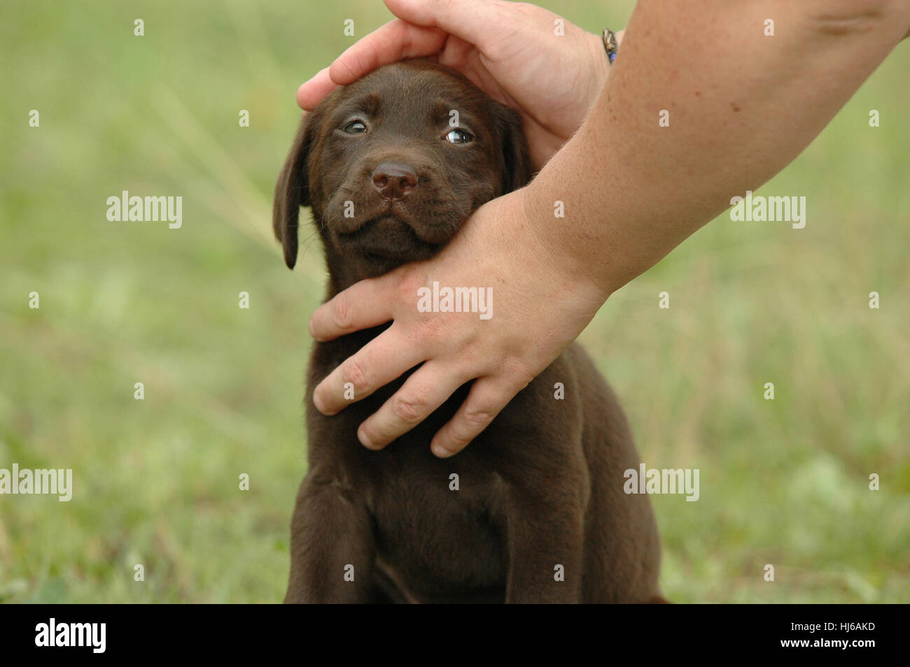 brown labrador puppy Stock Photo - Alamy