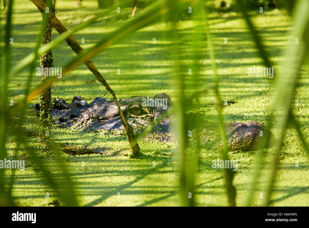 alligator, danger, big, large, enormous, extreme, powerful, imposing ...