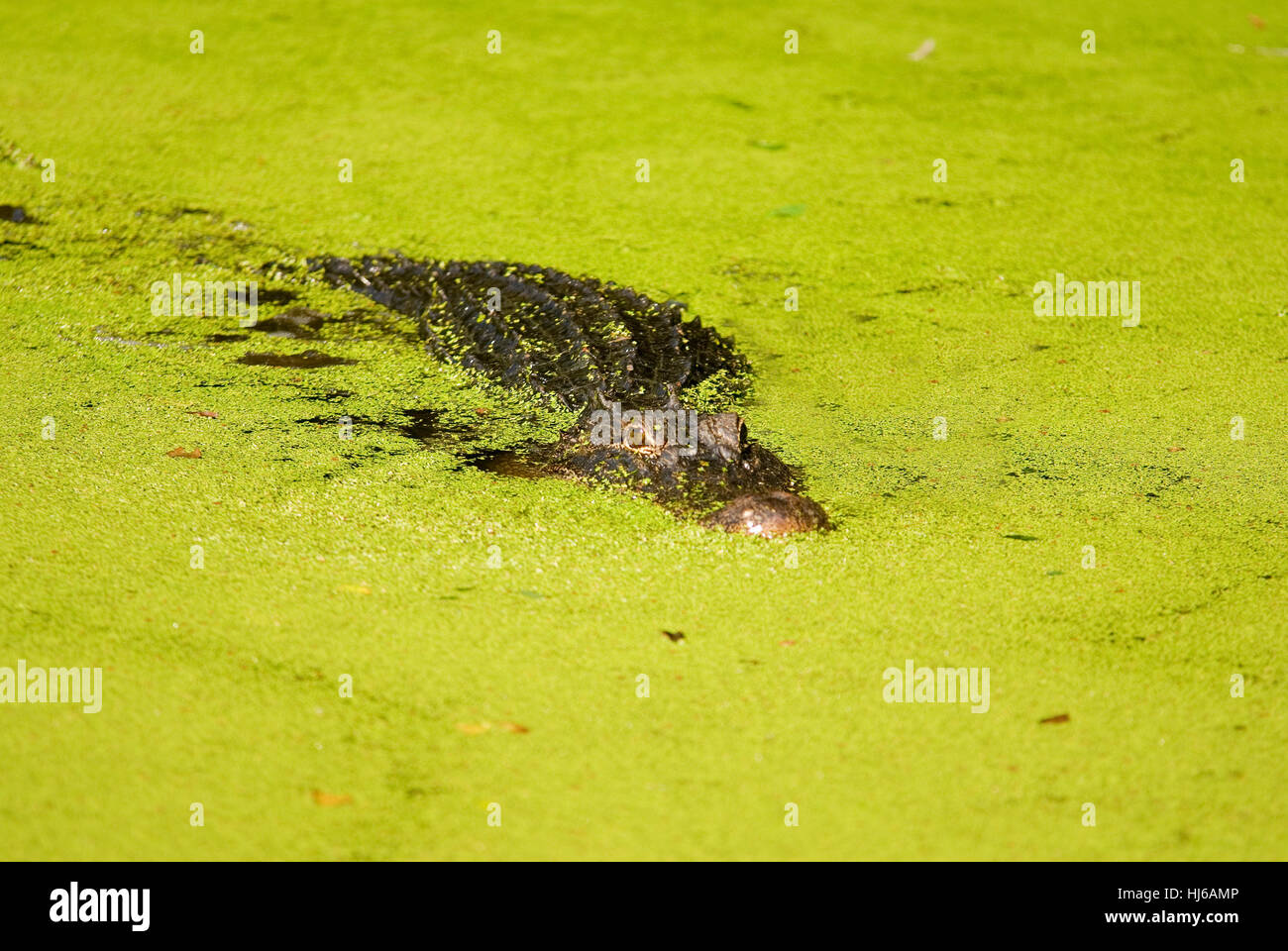 alligator, danger, big, large, enormous, extreme, powerful, imposing ...