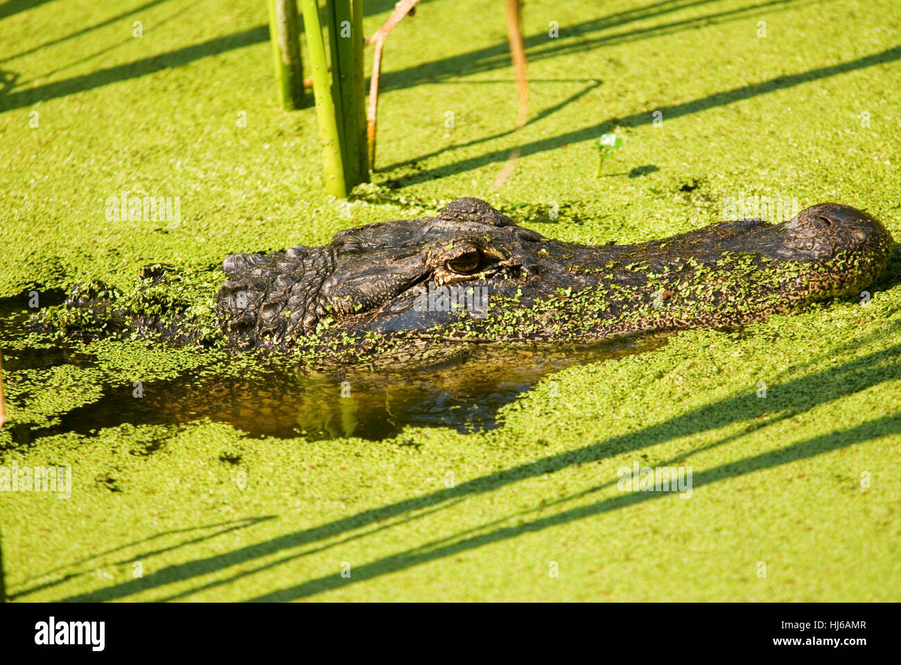 alligator, danger, big, large, enormous, extreme, powerful, imposing ...