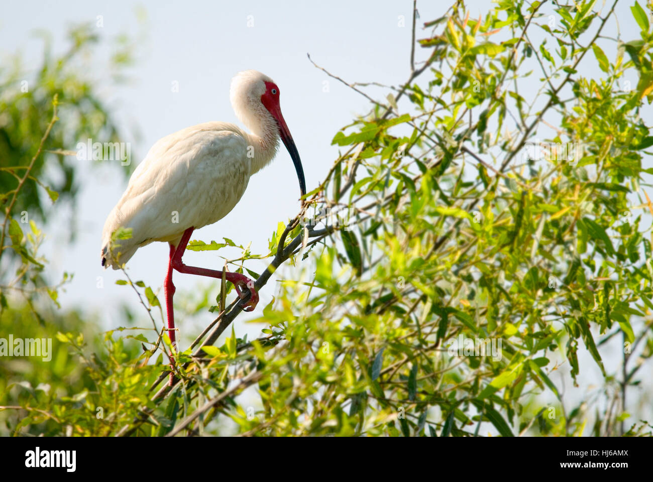 bird, ibis, legs, blue, tree, american, animal, bird, green, eye, organ ...