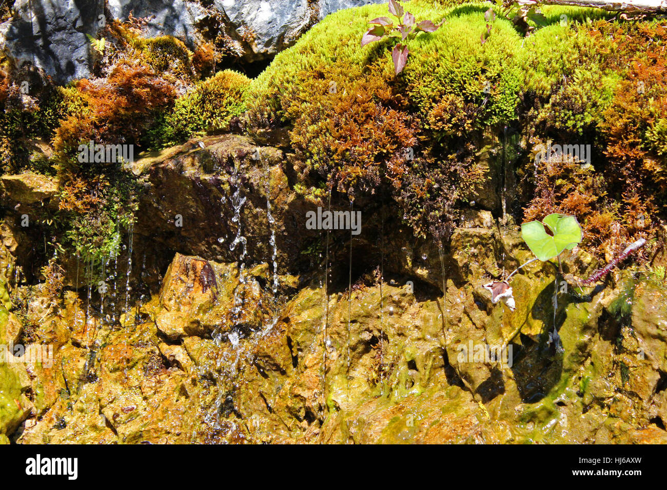 waters, stream, source, sponge, spring water, river, water, drop, drip ...