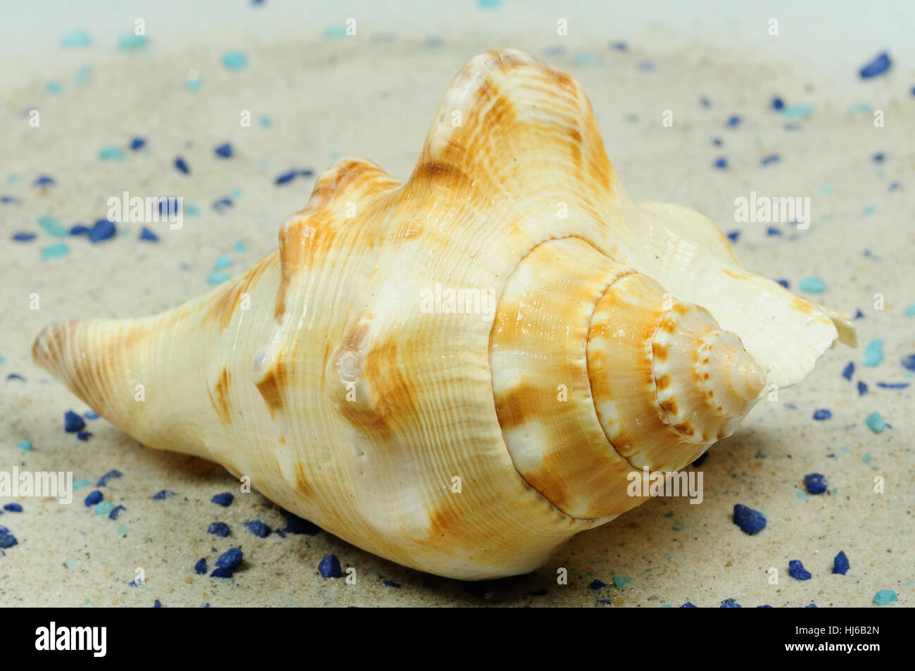Gastropods mussels hi-res stock photography and images - Alamy