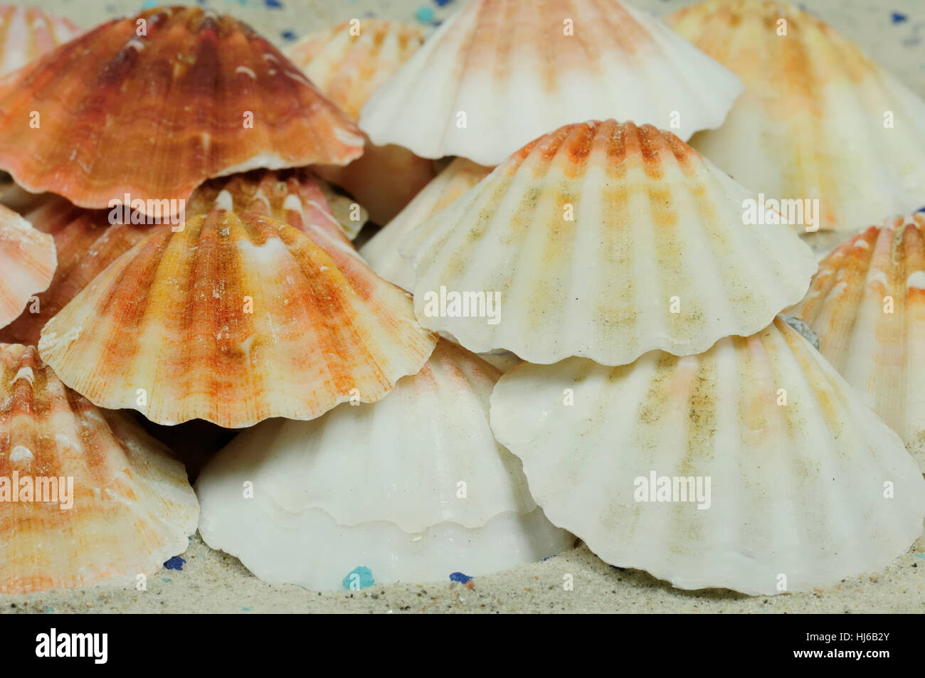Gastropods mussels hi-res stock photography and images - Alamy