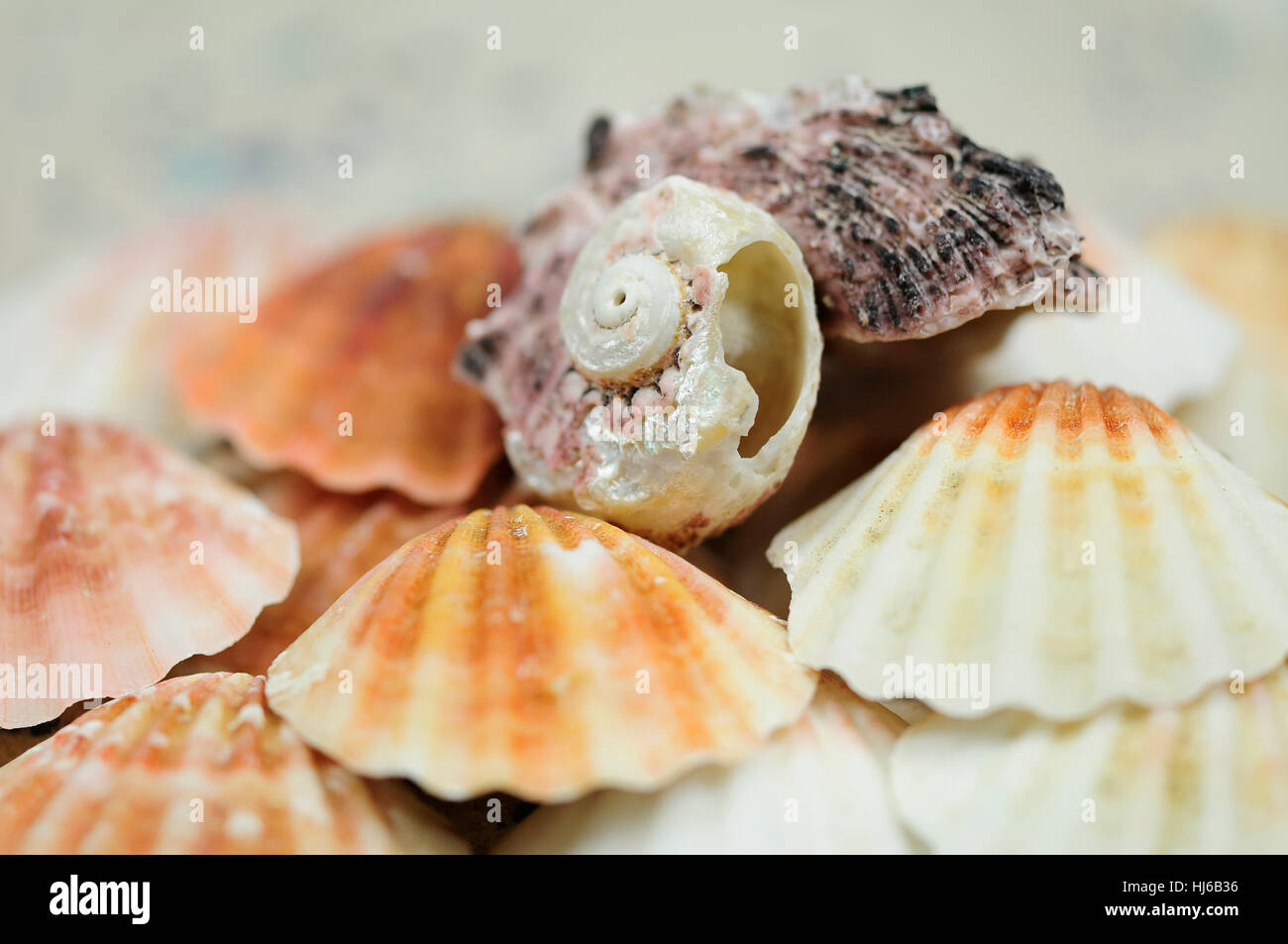 Gastropods mussels hi-res stock photography and images - Alamy