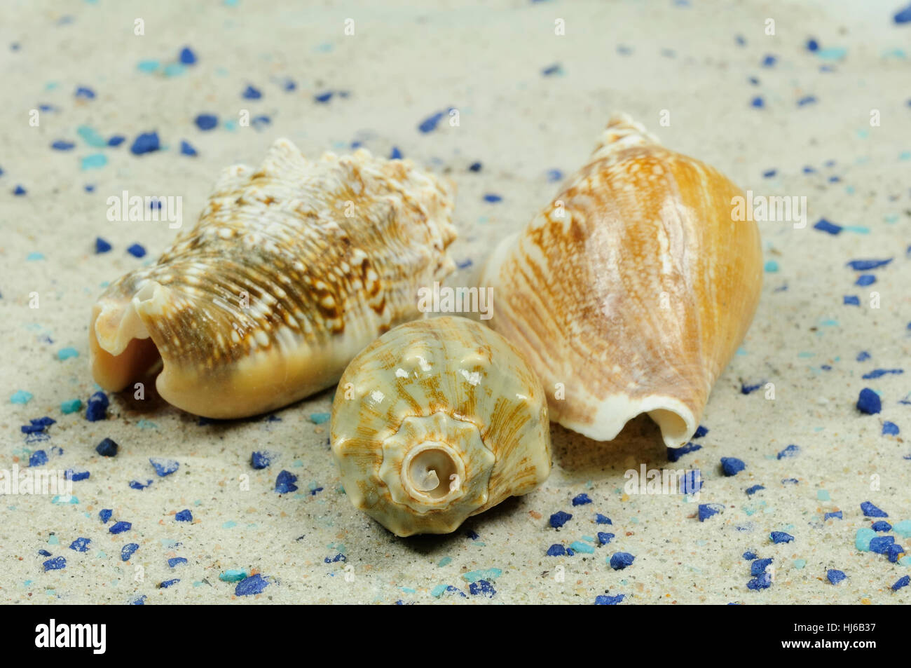 Gastropods mussels hi-res stock photography and images - Alamy