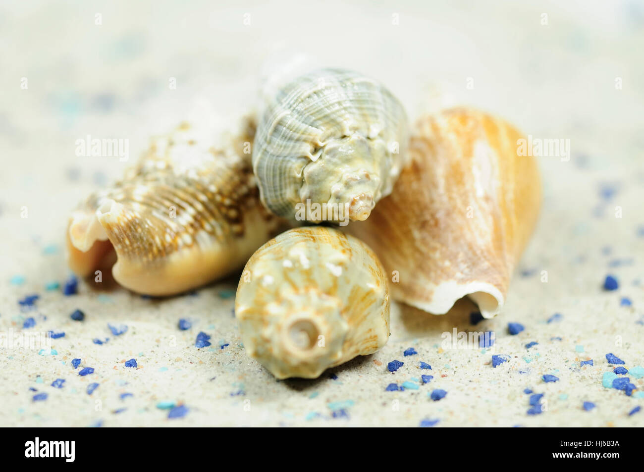 Gastropods mussels hi-res stock photography and images - Alamy