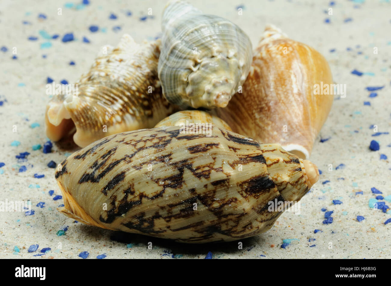 Gastropods mussels hi-res stock photography and images - Alamy