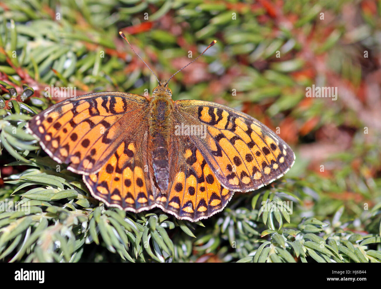 Niobe hi-res stock photography and images - Alamy