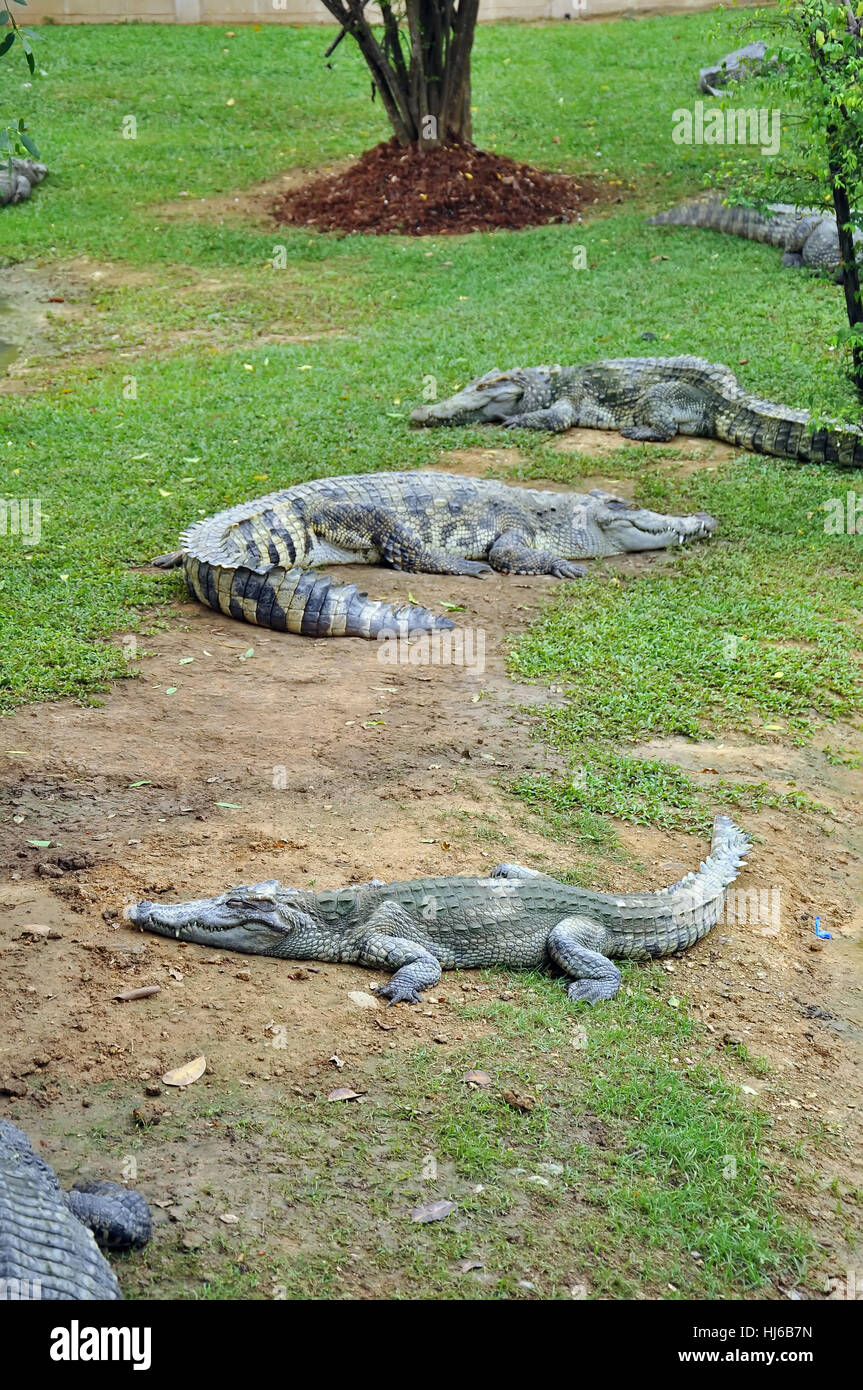 Alligator legs hi-res stock photography and images - Alamy