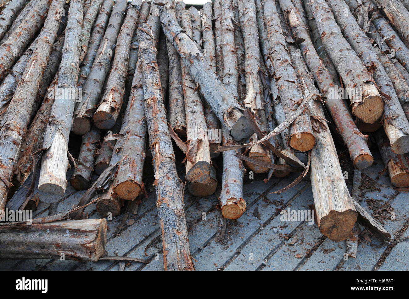 environment, enviroment, tree, wood, brown, brownish, brunette, trunk ...