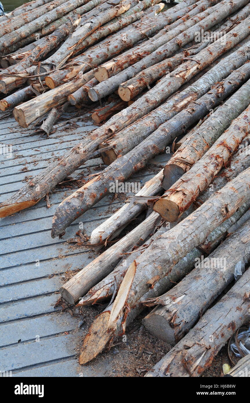 environment, enviroment, tree, wood, brown, brownish, brunette, trunk ...