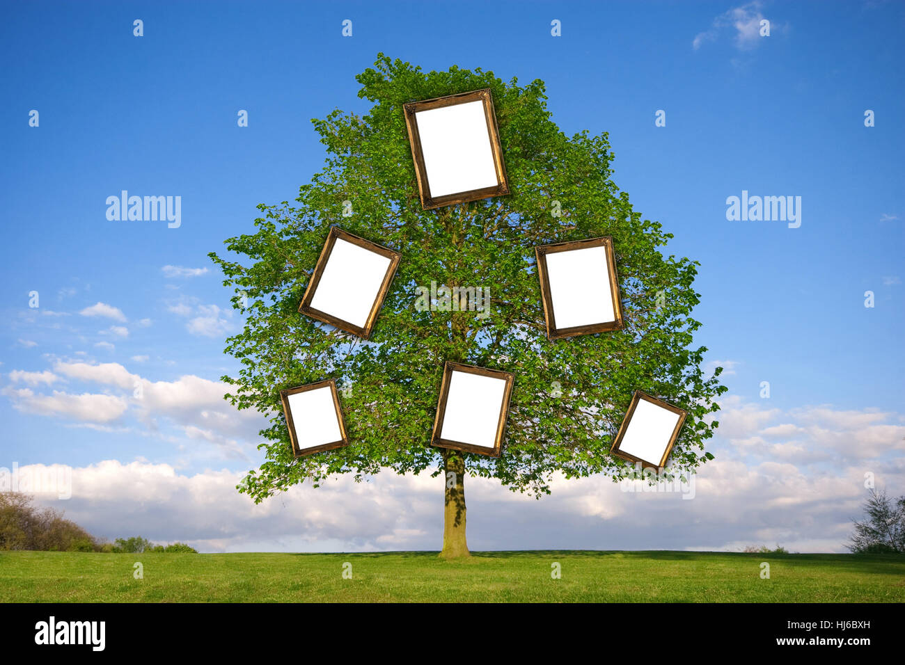 Family tree frames hi-res stock photography and images - Alamy