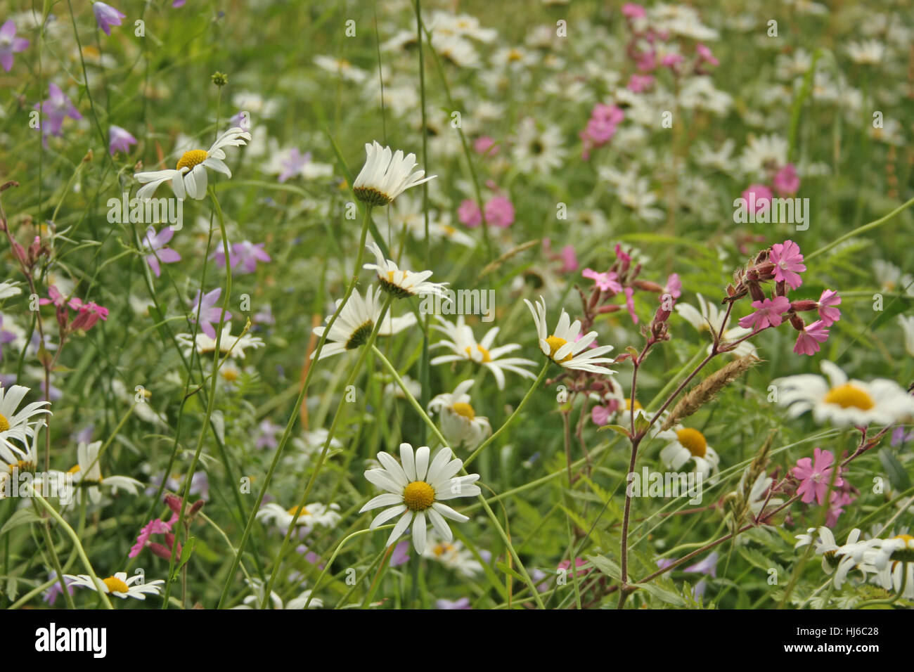 a meadow with colorful flowers in summer Stock Photo - Alamy
