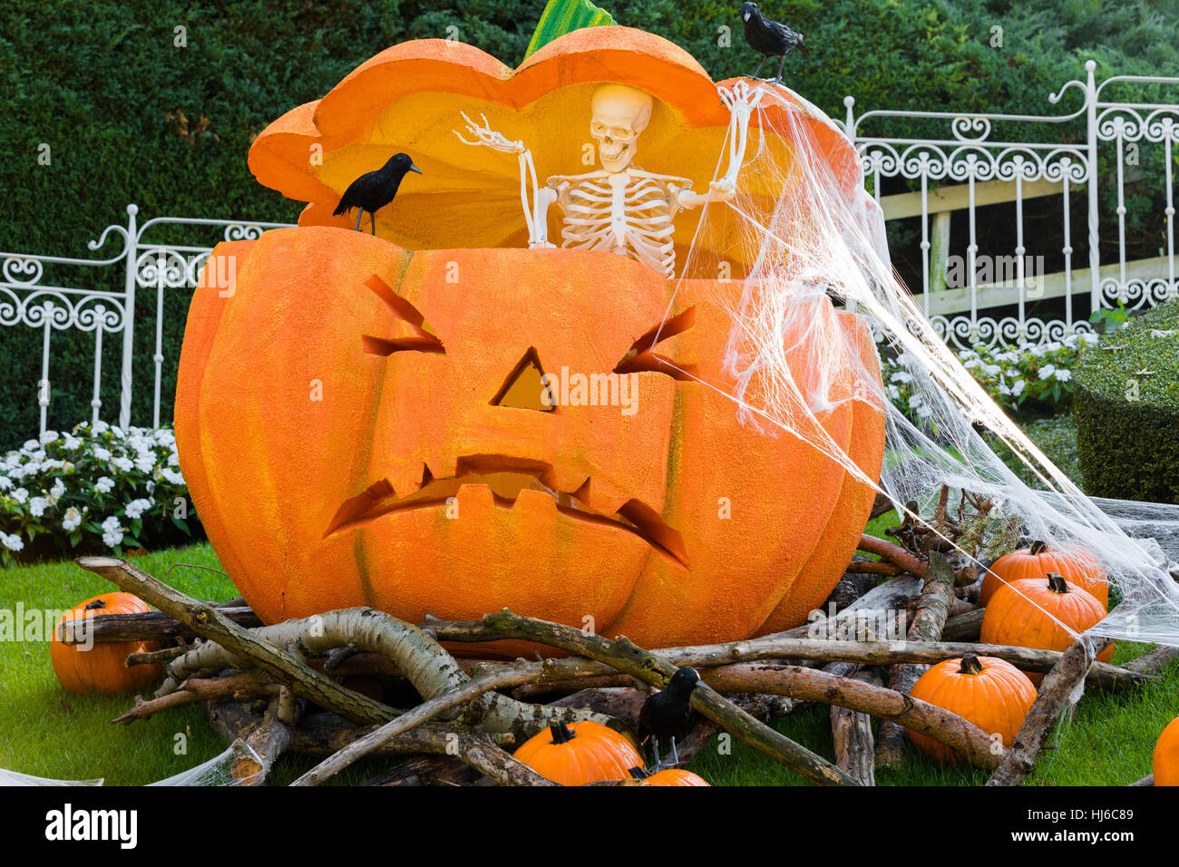 halloween skeleton in the pumpkin Stock Photo - Alamy
