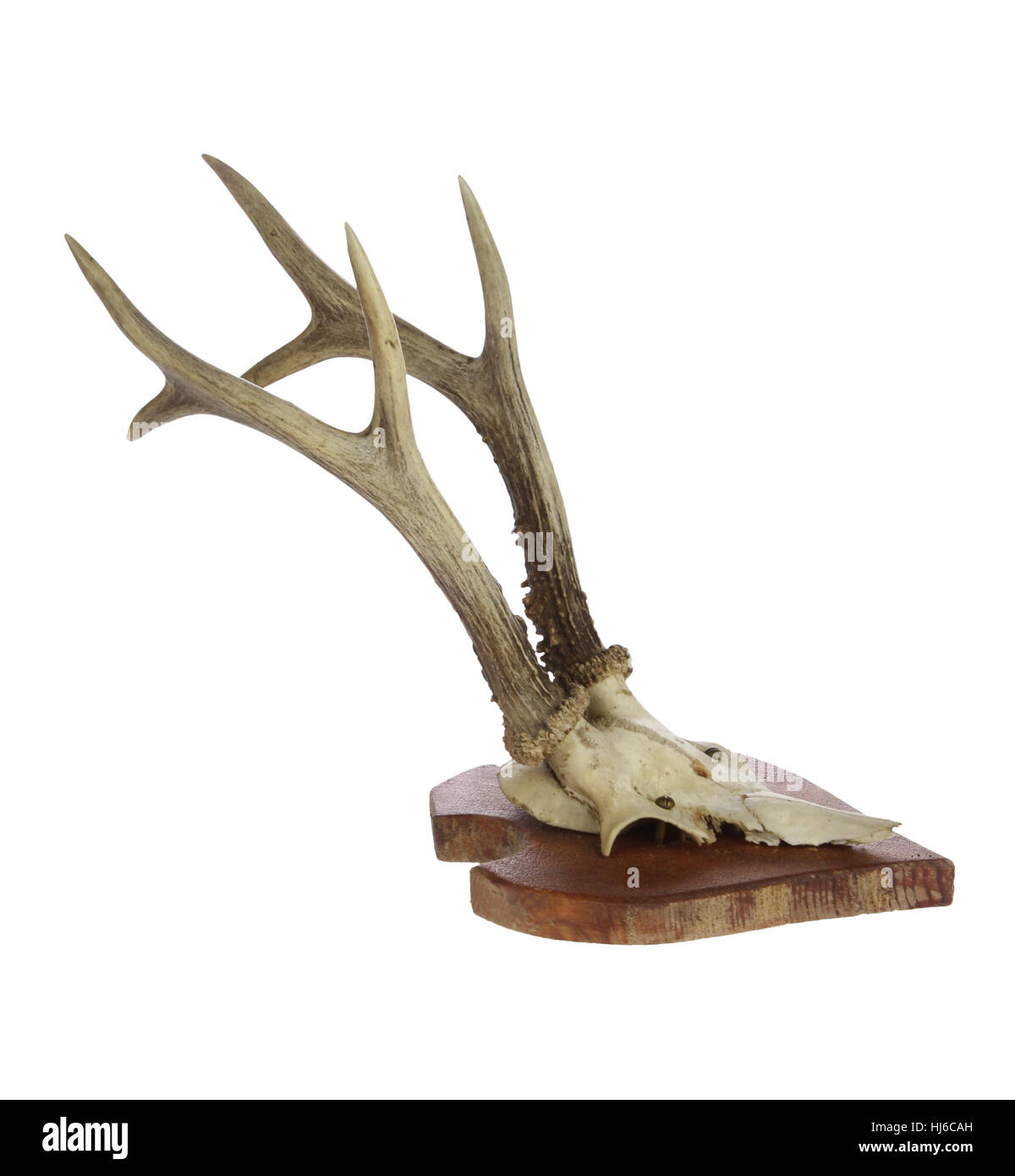 Roe Buck Trophy Wall High Resolution Stock Photography and Images - Alamy