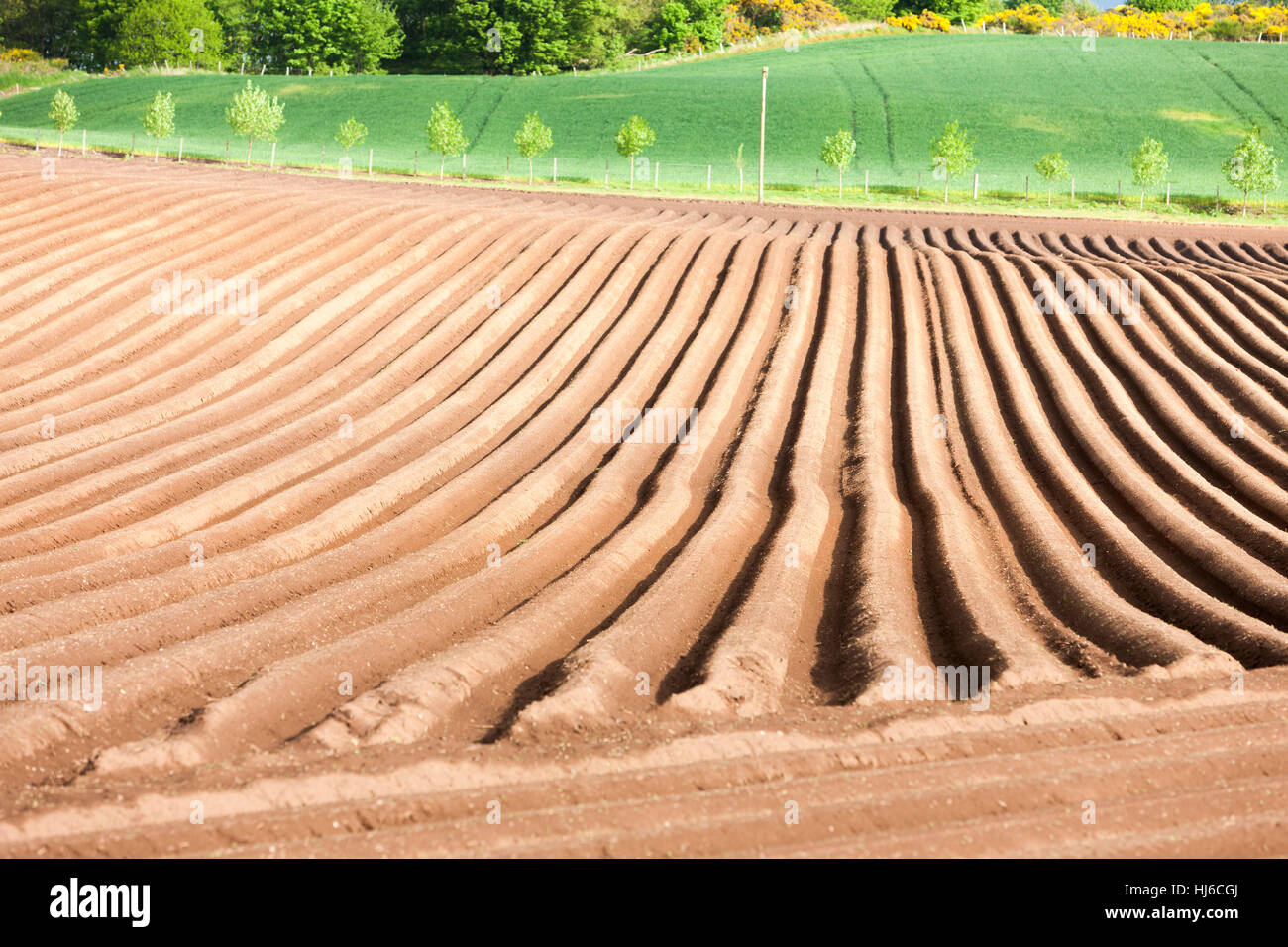 ground, soil, earth, humus, brown, brownish, brunette, agriculture ...
