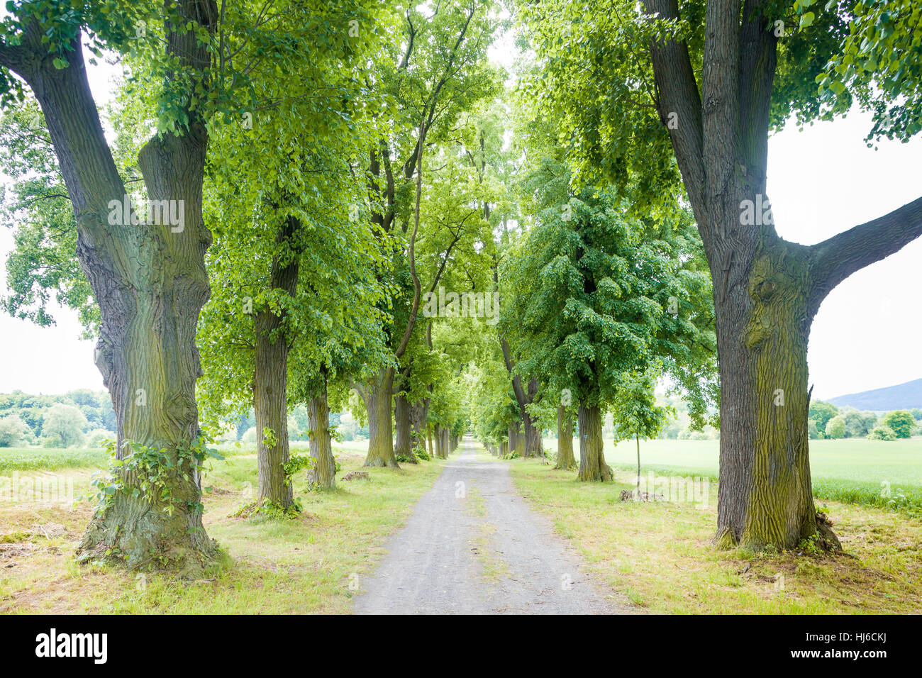 tree, spring, bouncing, bounces, hop, skipping, frisks, jumping, jump ...