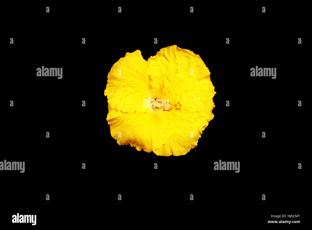 beautiful, beauteously, nice, object, big, large, enormous, extreme ...