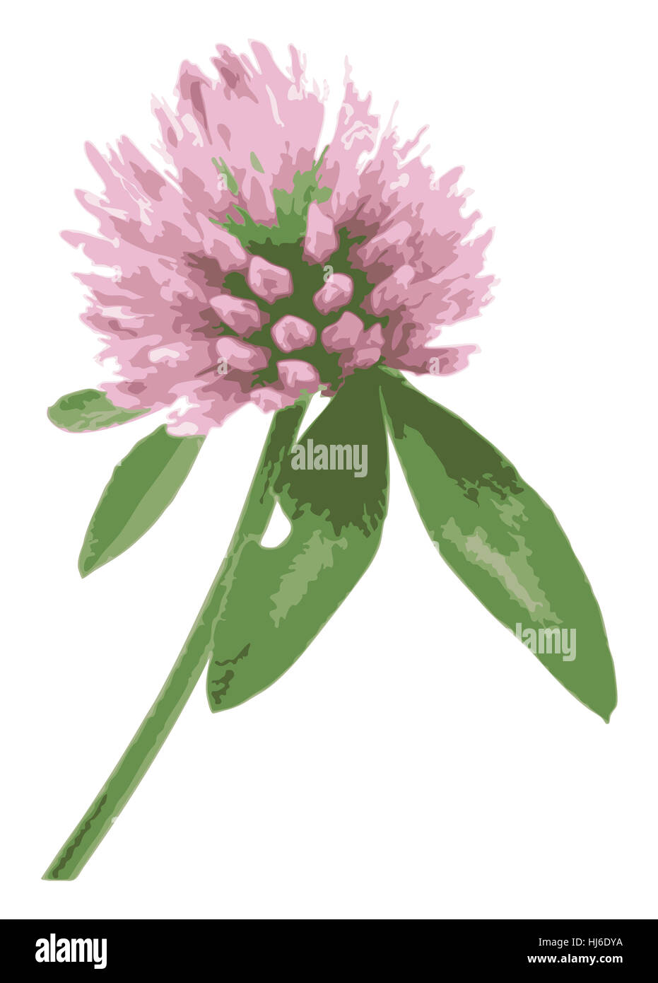 Red clover illustration Cut Out Stock Images & Pictures - Alamy