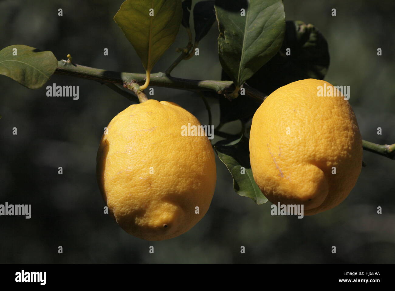 food, aliment, fruit, sour, lemon, citron, healthy, food, aliment ...