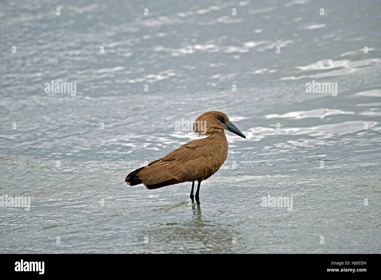 bird, africa, birds, beak, safari, beaks, feather, fly, flies, flys ...