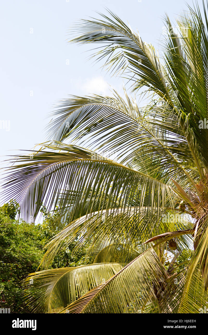 Several branches of palm trees under a blue sky in mombasa in Kenya ...