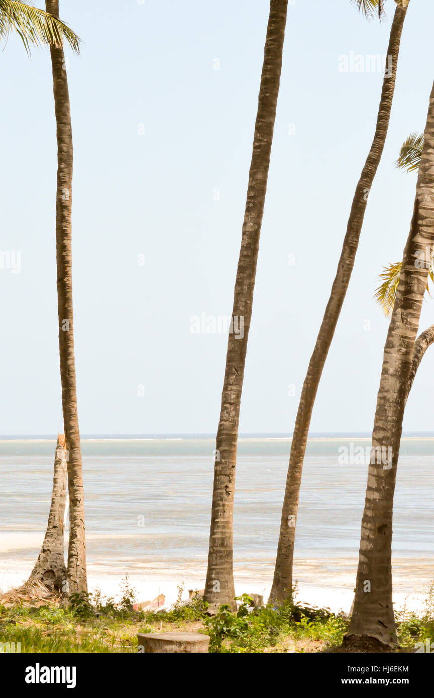 Several trunks of palm trees with the sea in bottom in mombasa in Kenya ...