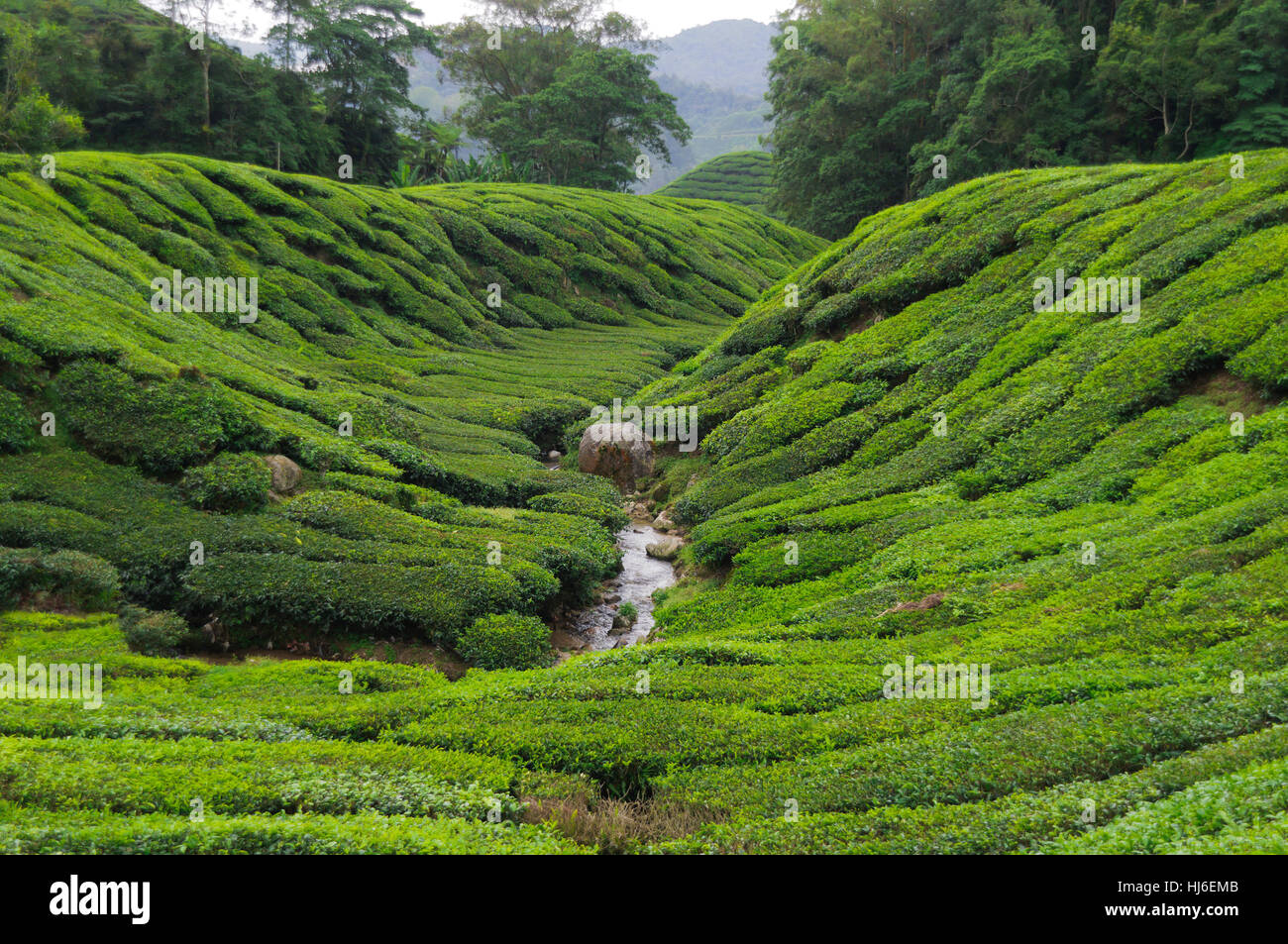 tea, tea-plantation, tealeaf, plant, leaf, asia, agriculture, farming ...