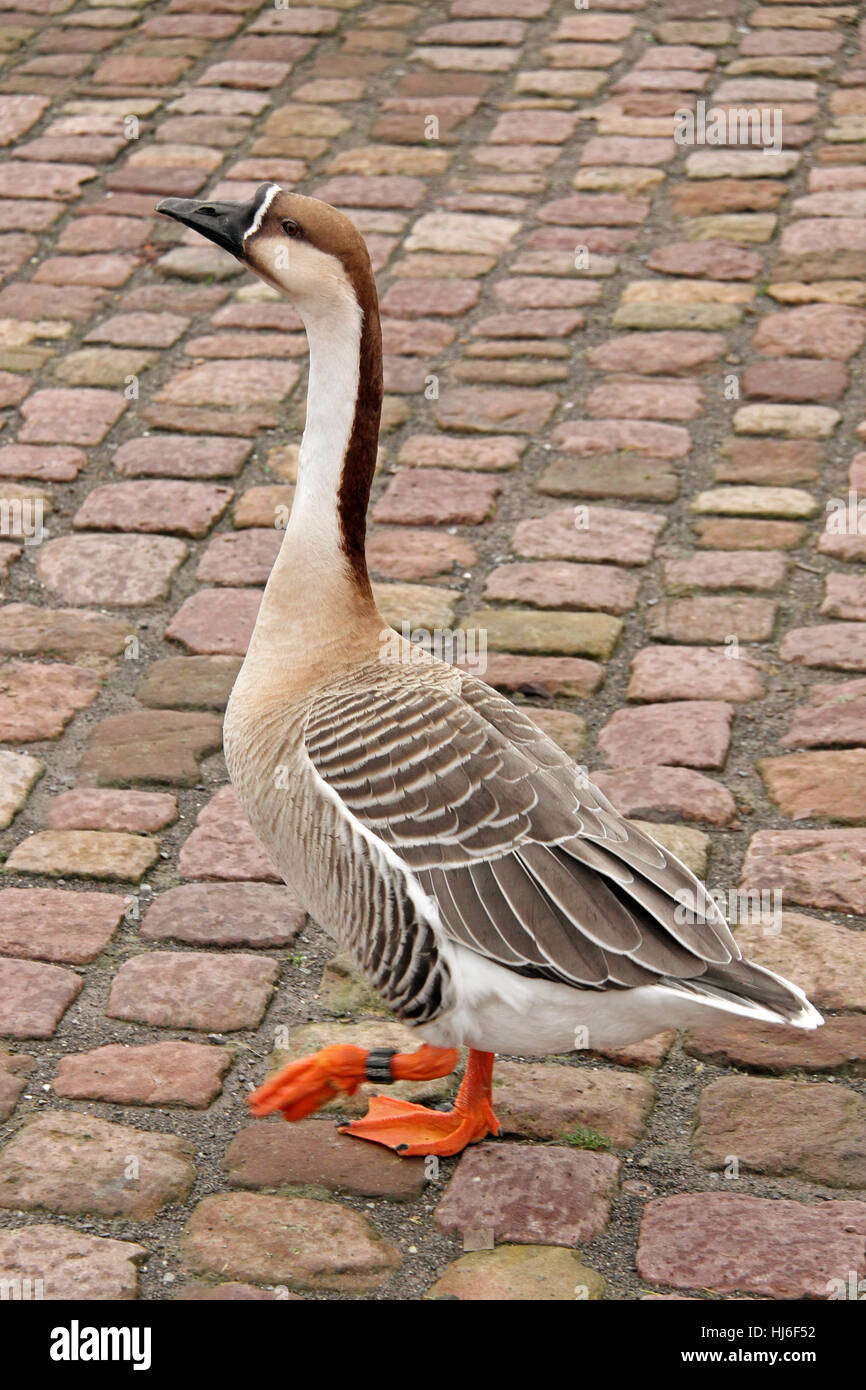 plaster, bouldering, bird, birds, steps, step, wing, plaster, feathers ...