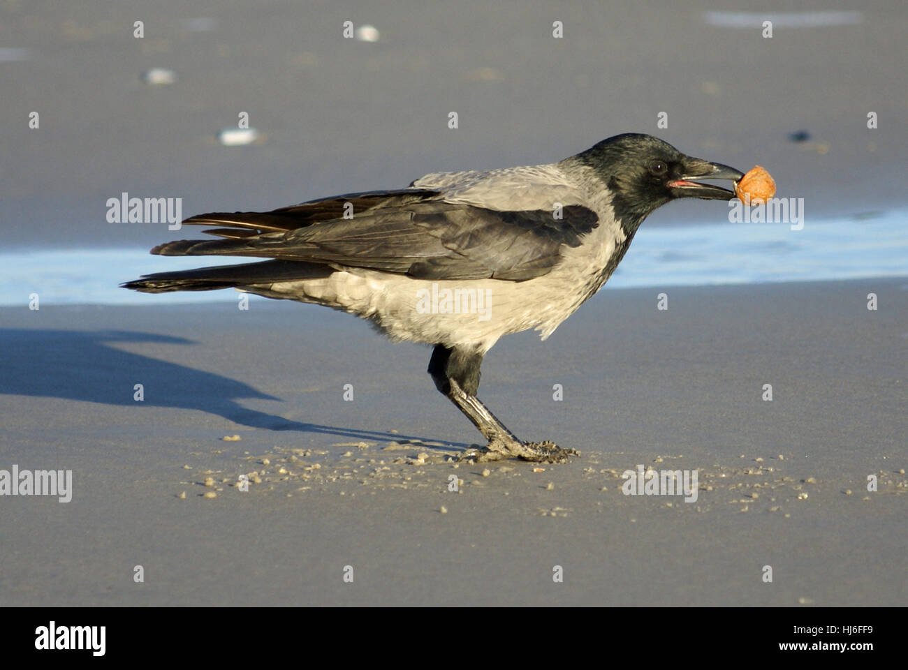 Naughty birds hi-res stock photography and images - Alamy