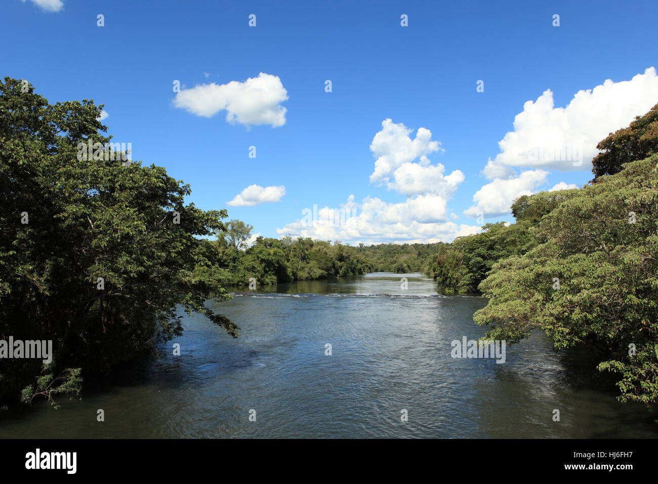 virgin forest, jungle, argentina, brazil, south america, amazon, forest ...