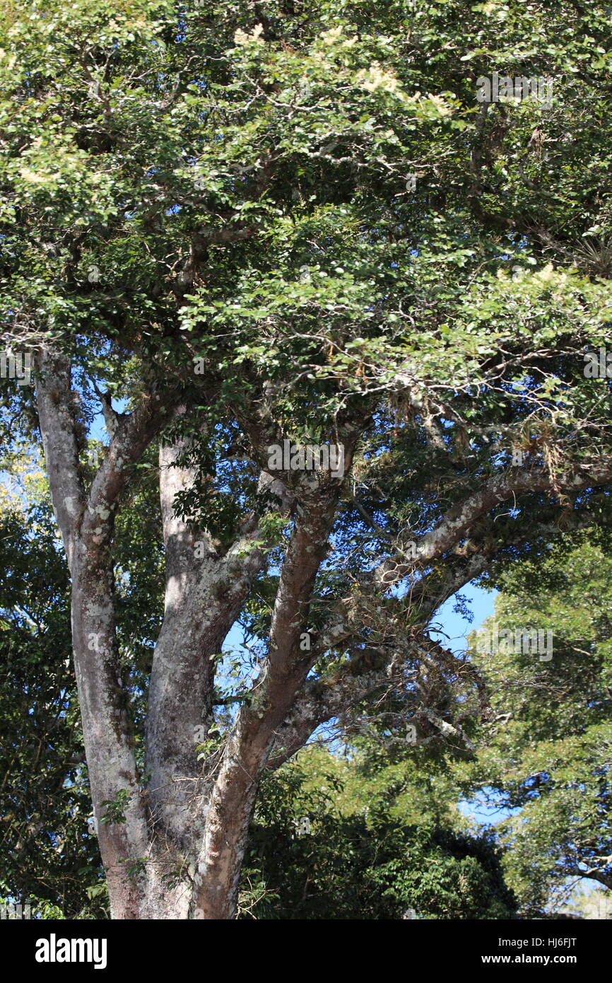 tree, virgin forest, branches, jungle, argentina, branch, brazil ...